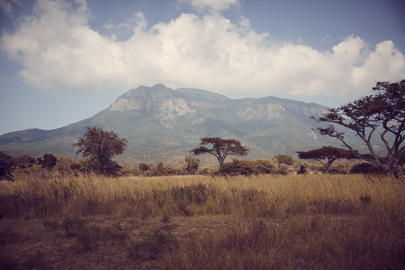 Der Baum als Logo bei FYNCH-HATTON – FYNCH-HATTON | Offizieller Online Shop